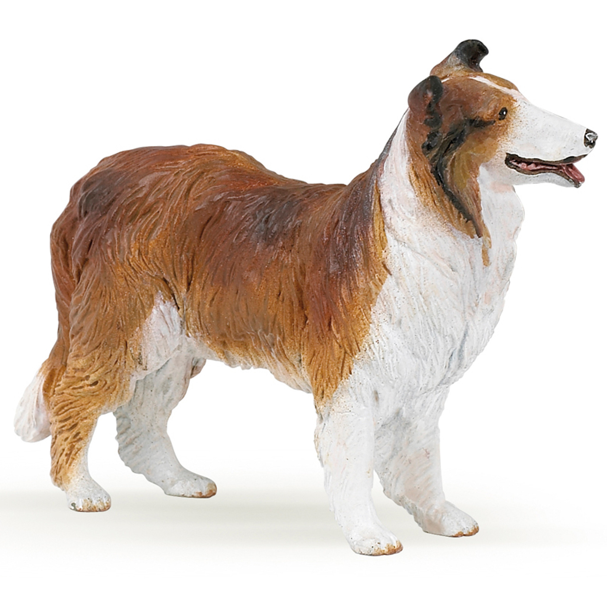 Cane Collie - Papo - La Giraffa Sondrio